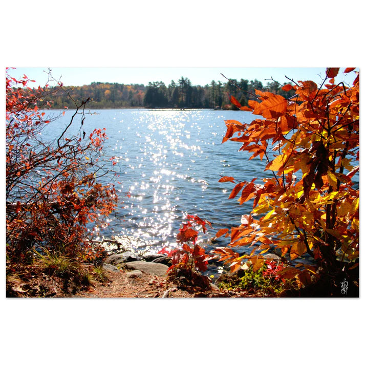 Autumn Collection – Rachel Roth-Eldridge